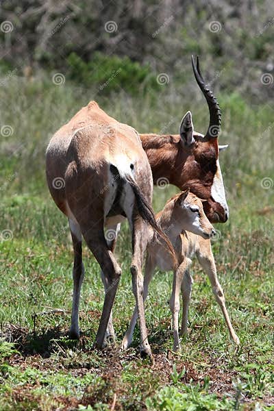 Bontebok Baby Antelope stock image. Image of horns, ears - 7338559