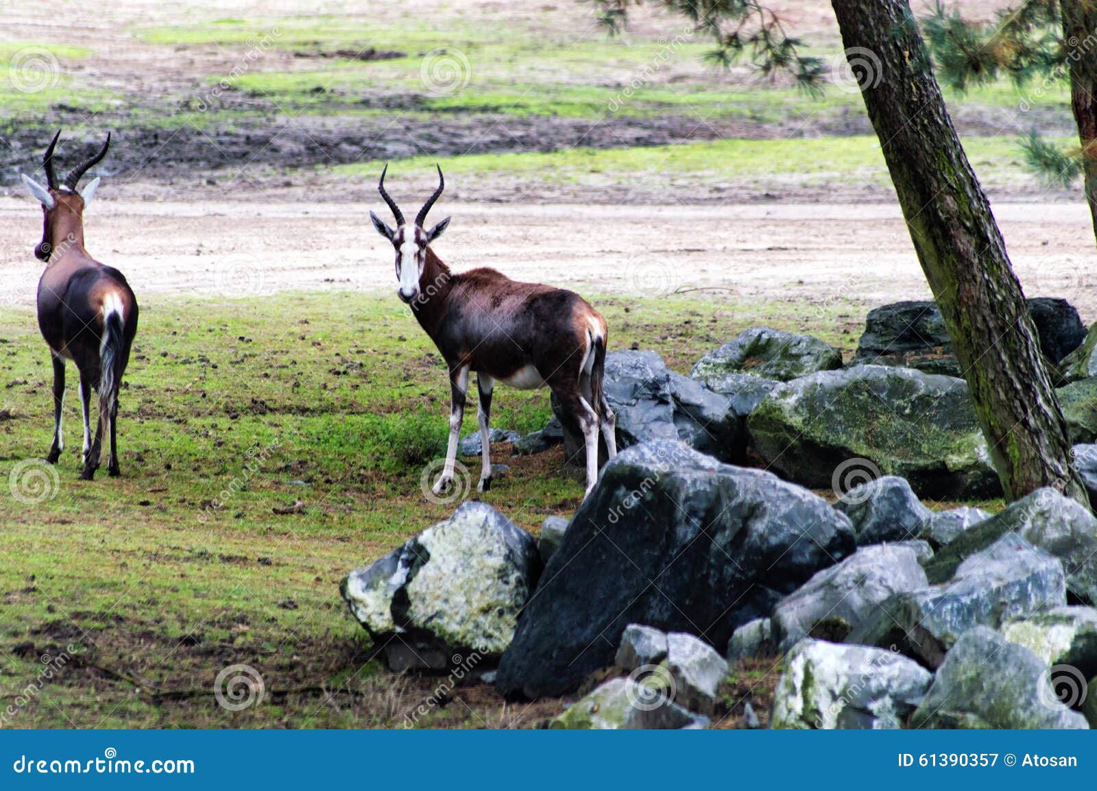 Bontebok stock image. Image of male, park, africa, grass - 61390357