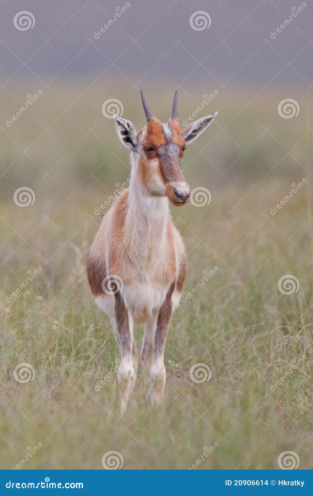 Bontebok (dorcas Del Damaliscus) Foto de archivo - Imagen de parque ...