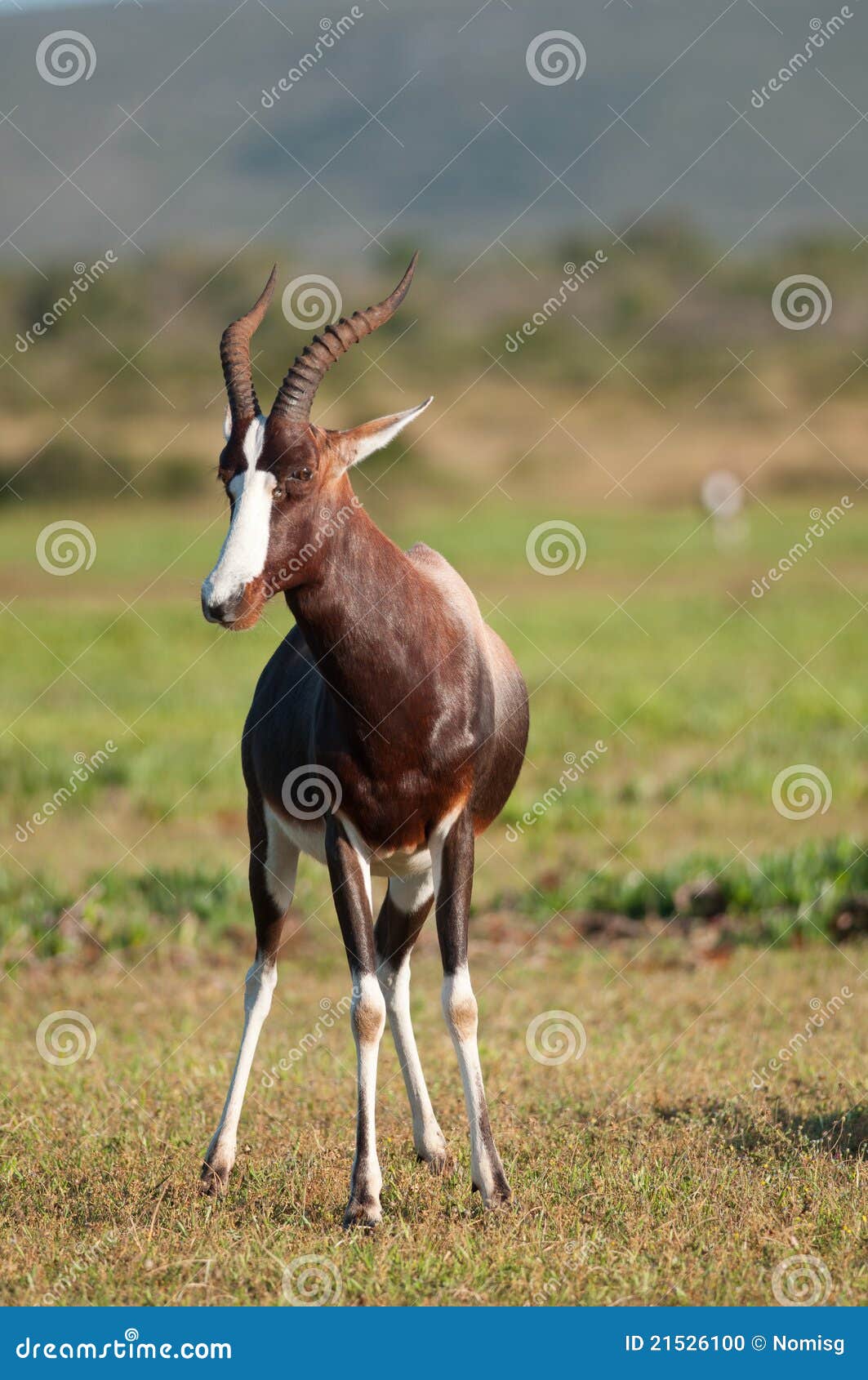 Bontebok male 2 stock photo. Image of sized, brown, animal - 21526100