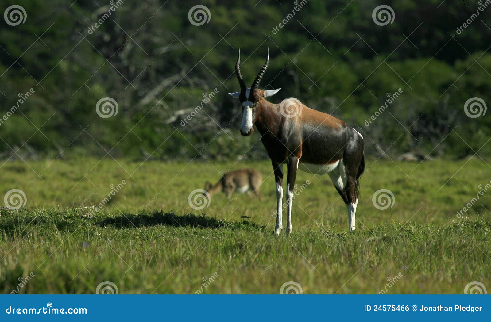 Bontebok with Mountain Red Buck in Background Stock Photo - Image of ...