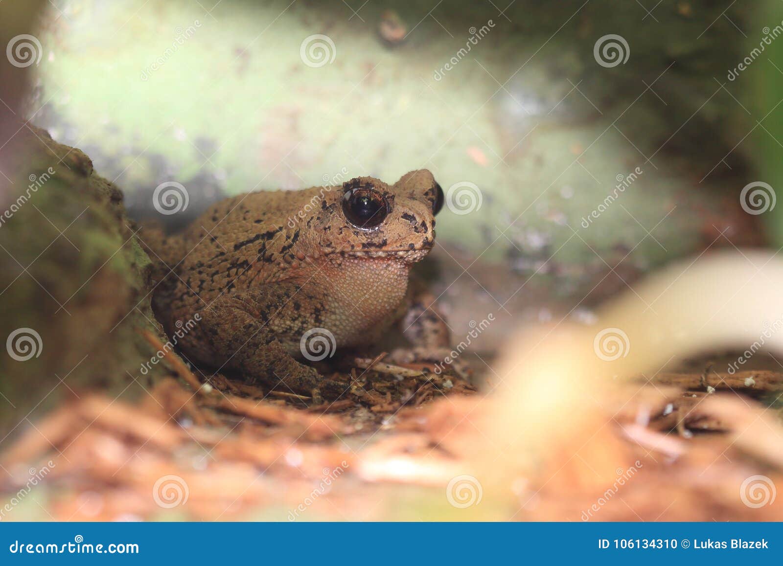 Bony-head toad stock photo. Image of toad, bony, animal - 106134310