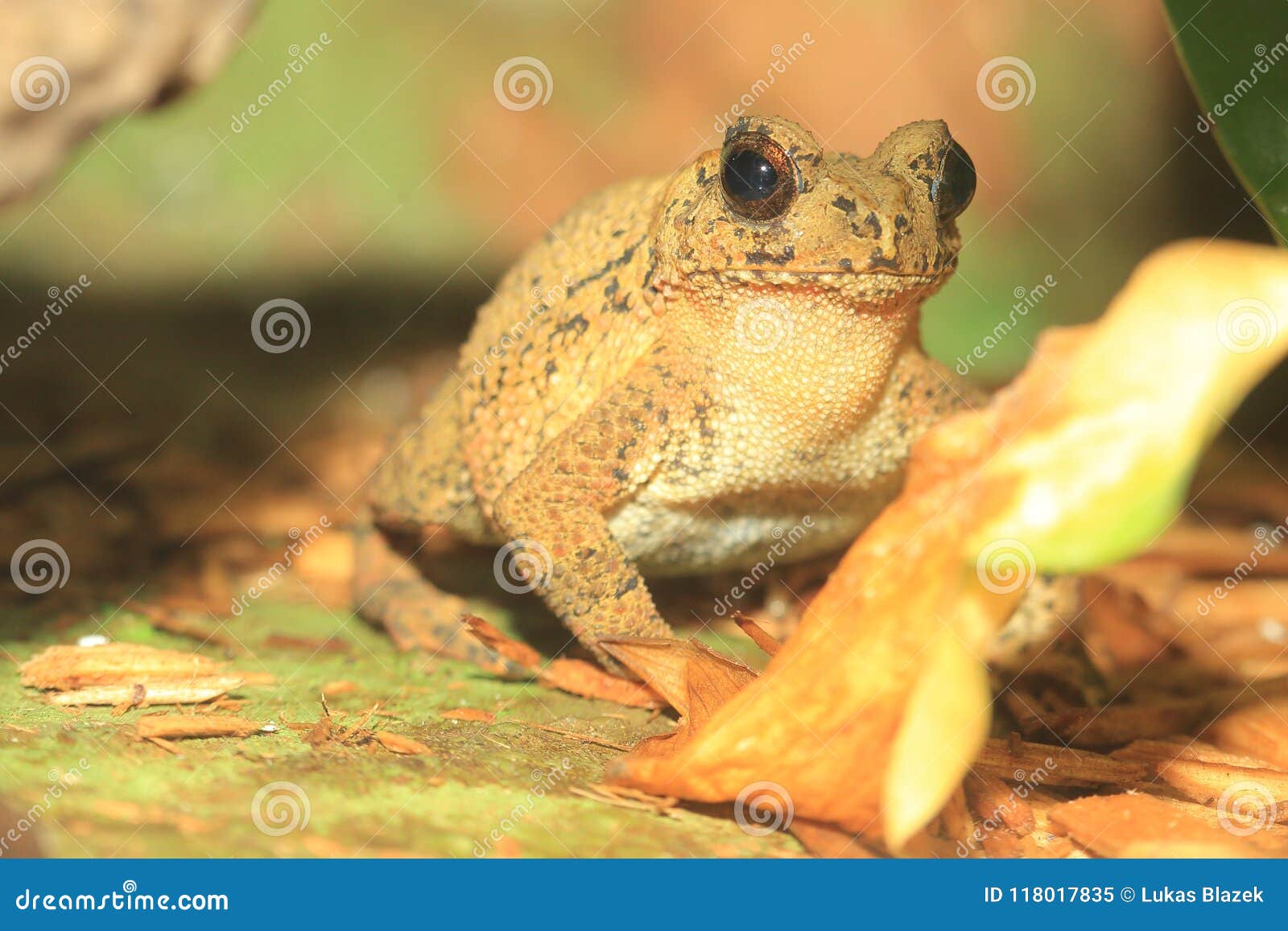 Bony-headed toad stock image. Image of galeatus, ingerophrynus - 118017835