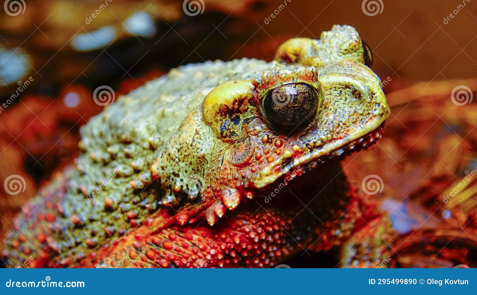 The Bony-headed Toad (Bufo Galeatus) in Terrarium Stock Photo - Image ...