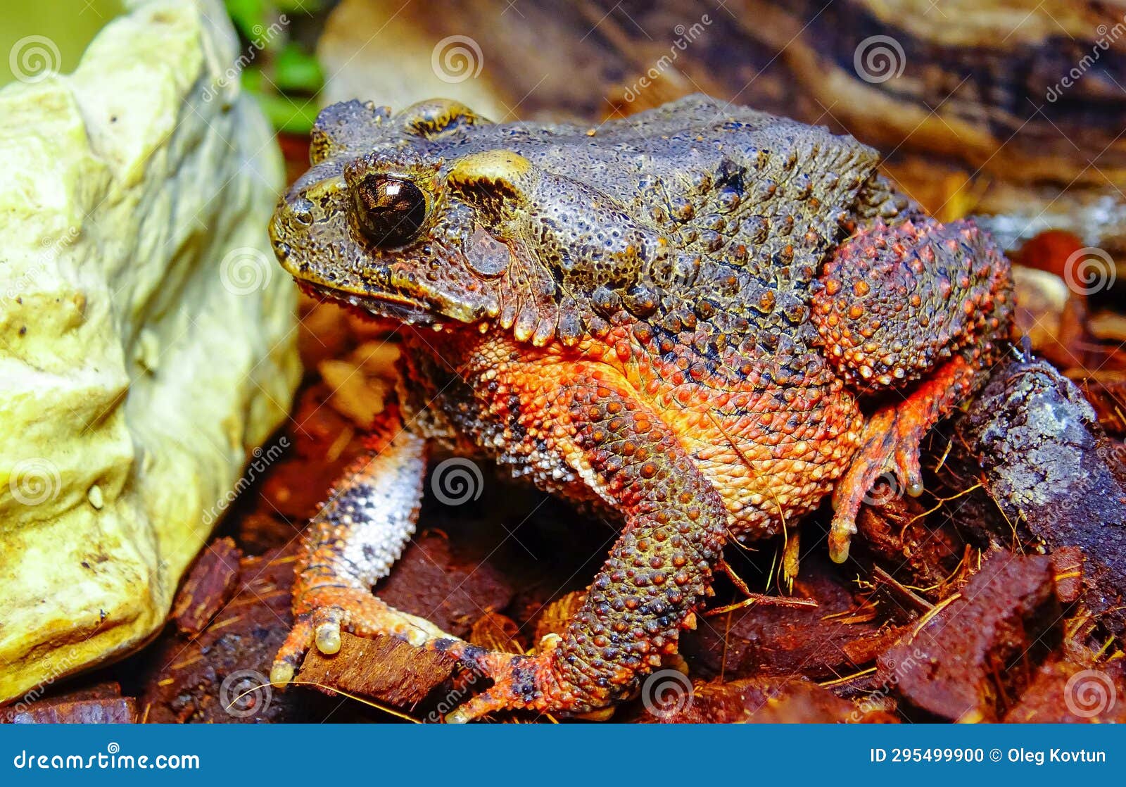 The Bony-headed Toad (Bufo Galeatus) in Terrarium Stock Photo - Image ...