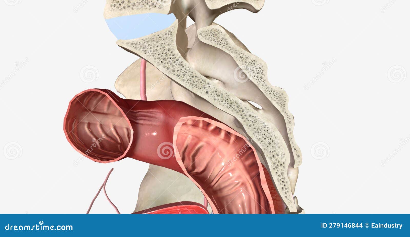 The Eye Sagittal Cross Section Royalty Free Stock Image Cartoondealer