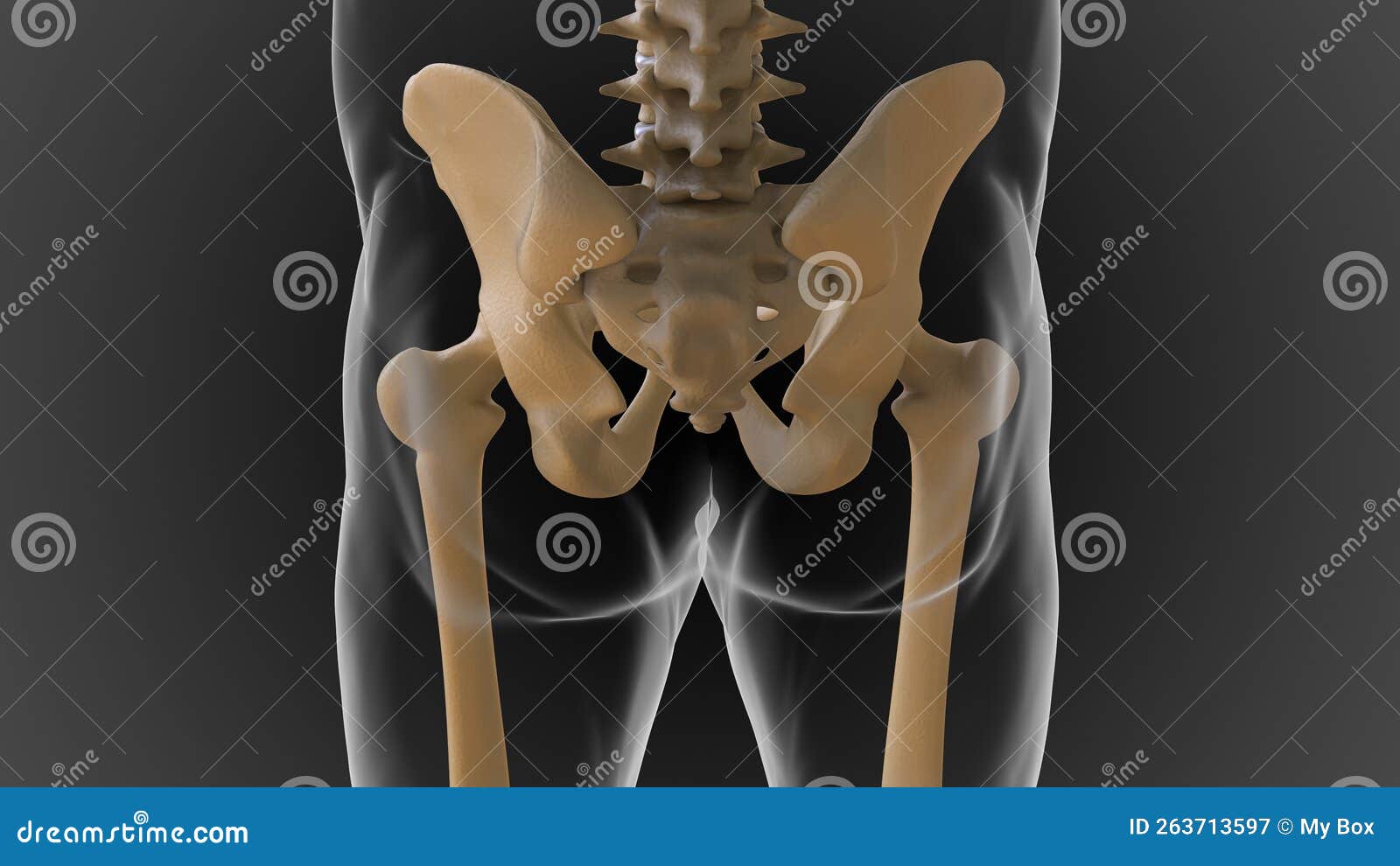 The Bony Skeleton is Divided into 2 Parts Axial Skeleton and ...