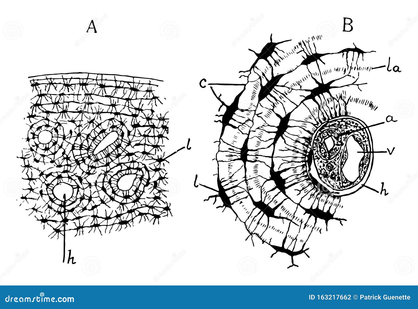 Bone Tissue Drawing