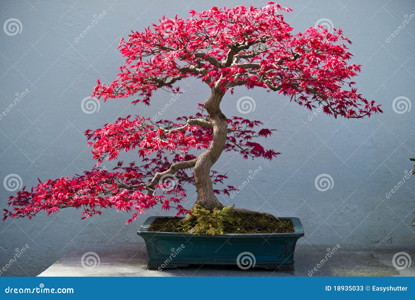 Bonzai stock image. Image of gardening, soil, green, shape - 18935033