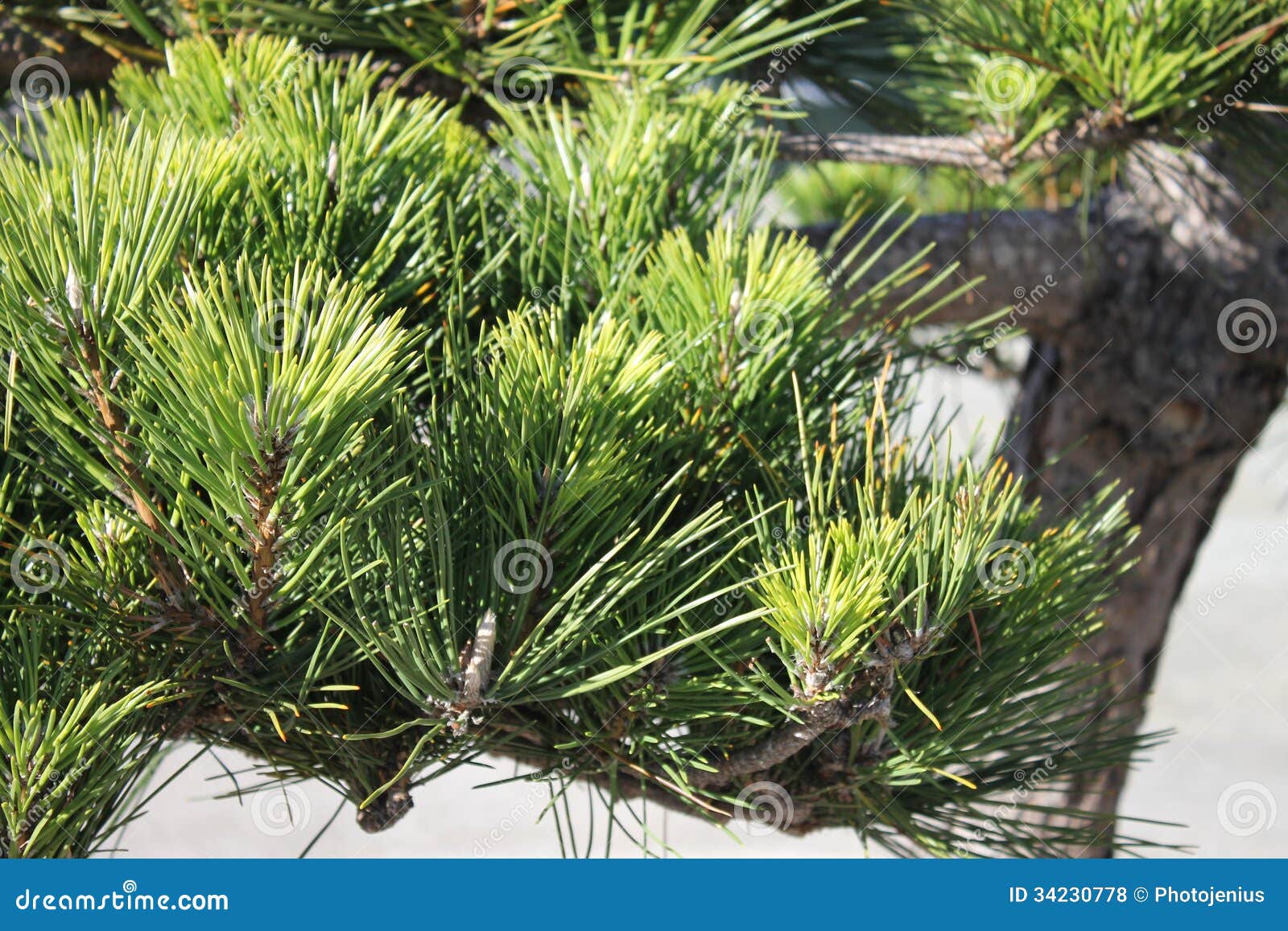 Bonzai close up stock photo. Image of branch, floral - 34230778