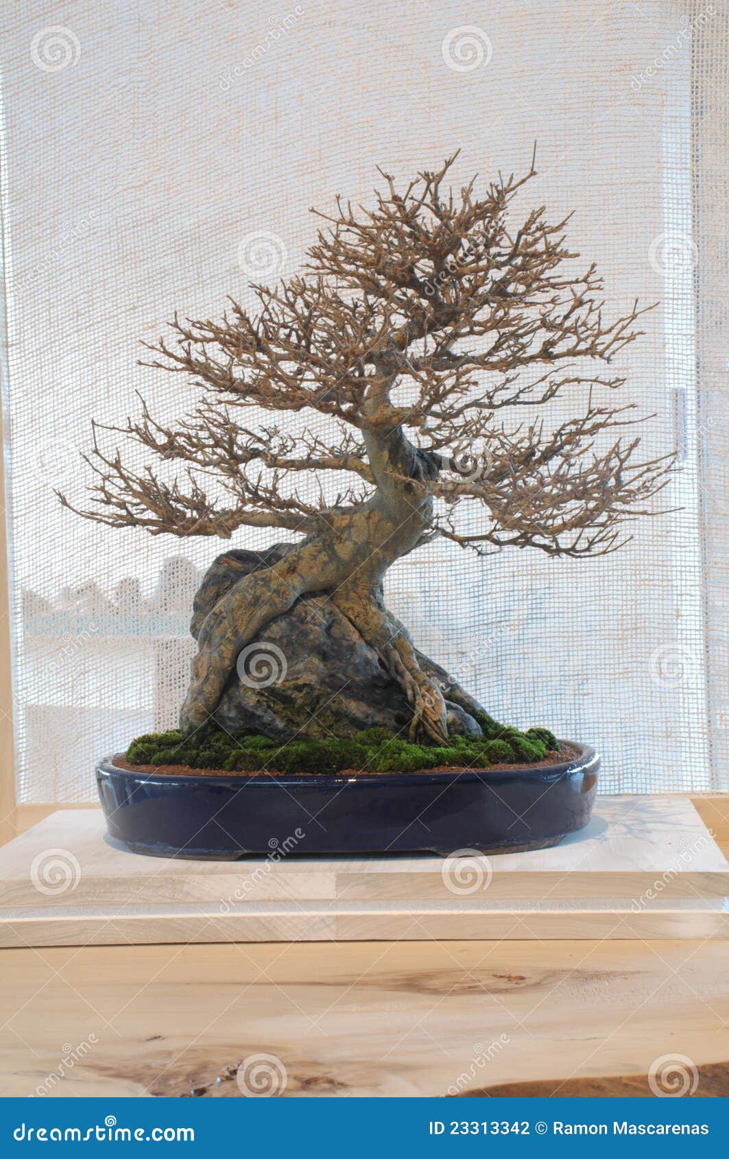 Bonzai Tree stock photo. Image of green, growing, garden - 23313342