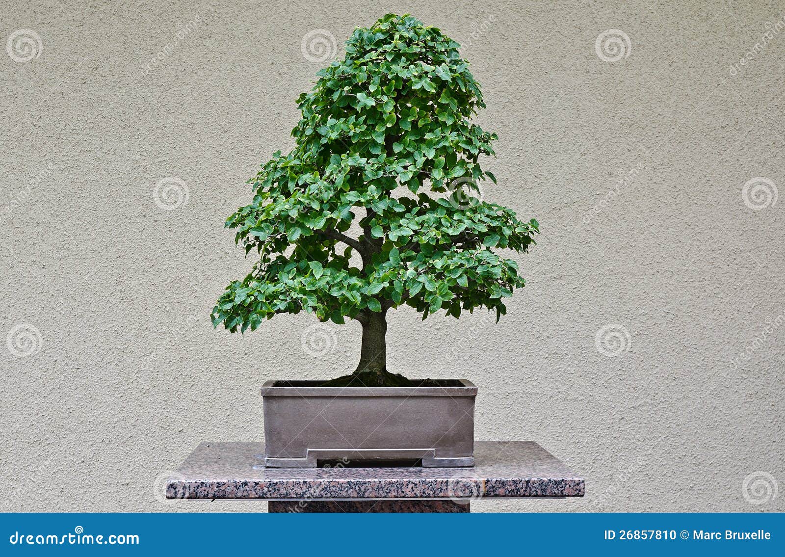 Bonzai Tree in a Japanese Garden Stock Photo - Image of garden, grow ...