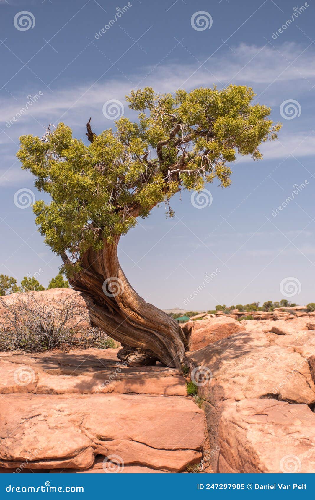 Bonzi Tree at Dead Horse Point State Park Stock Image - Image of green ...