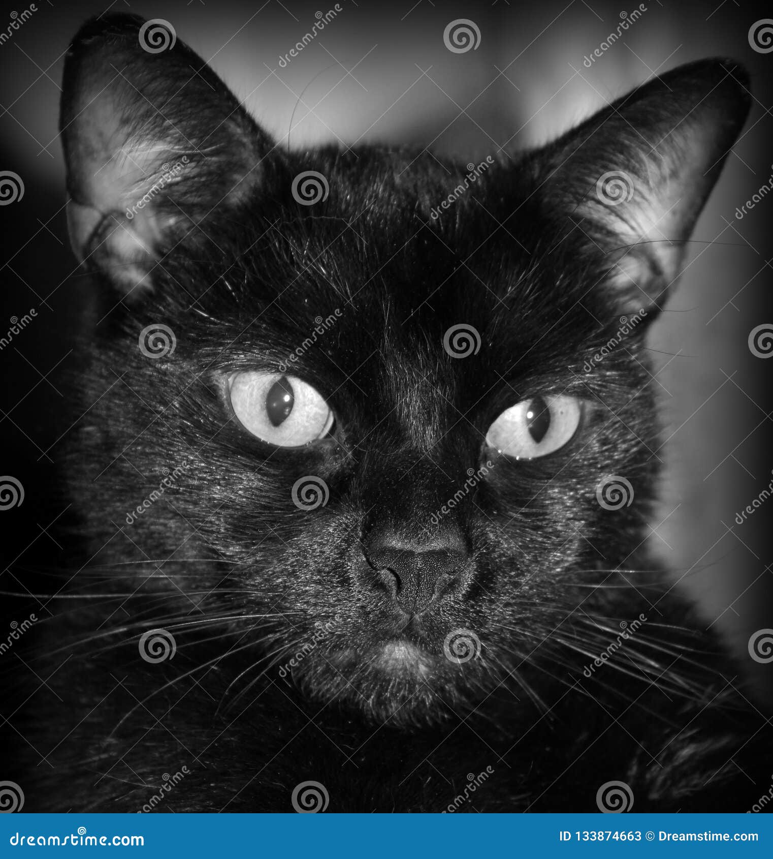 Boo the Cat stock image. Image of like, doesnt, posing - 133874663
