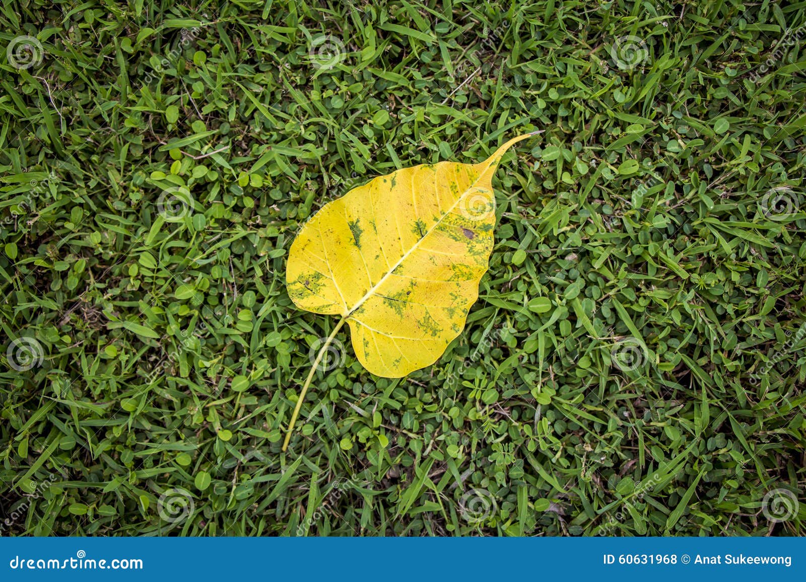Boo tree stock photo. Image of leaf, gaya, decor, garden - 60631968