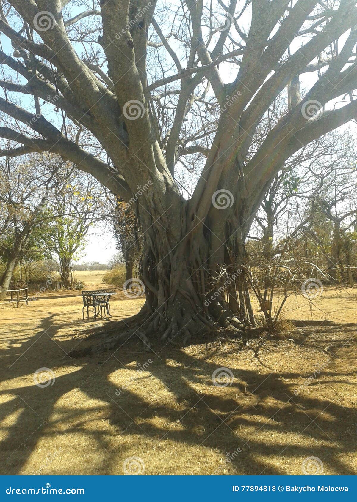 Booba stock photo. Image of biggest, booba, south, africa - 77894818