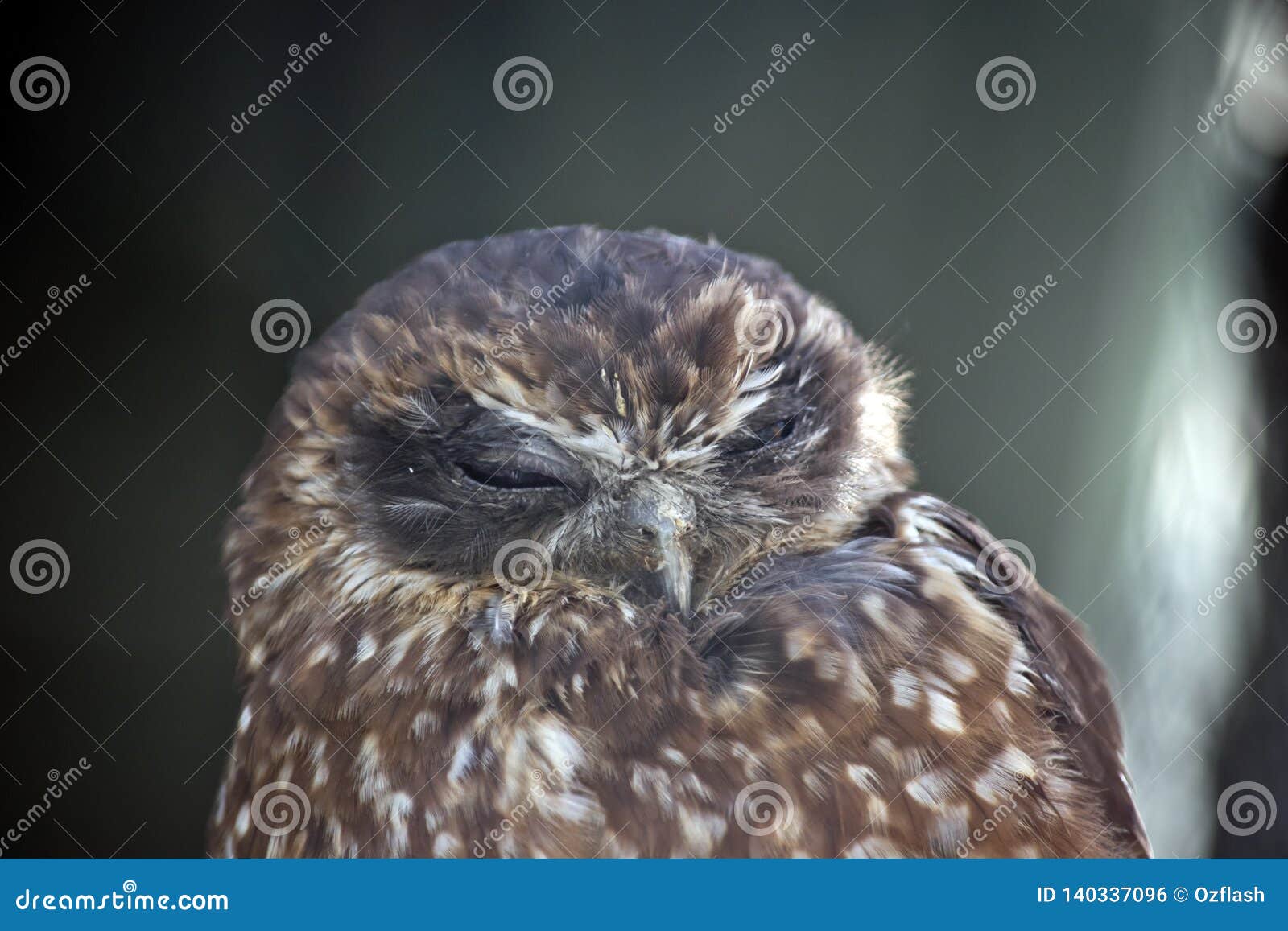 A boobook owl stock photo. Image of staring, masked - 140337096