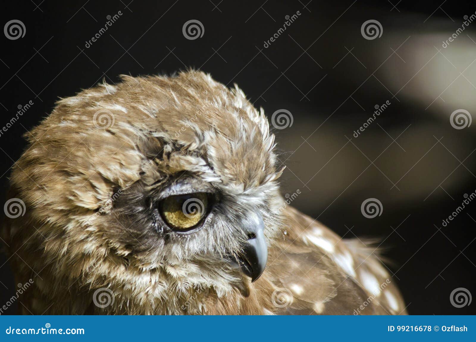 Boobook owl stock photo. Image of bird, black, closeup - 99216678