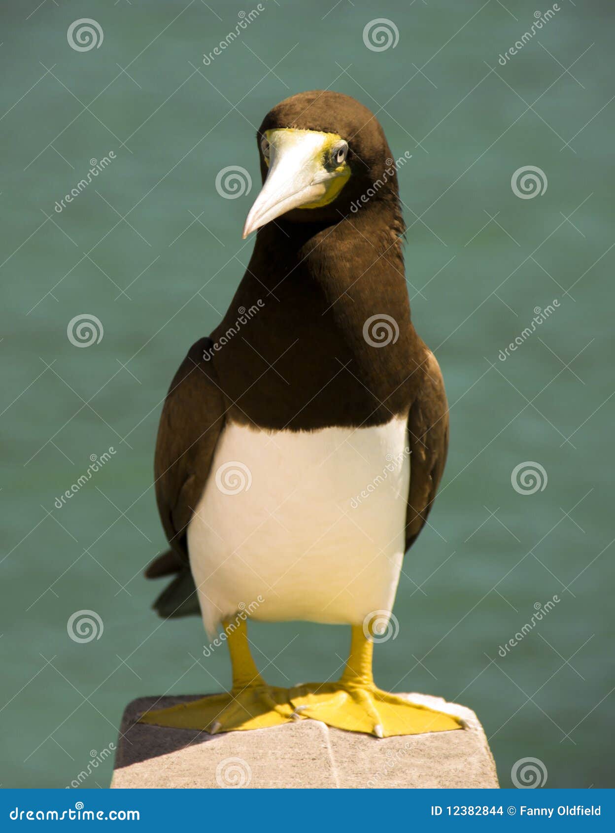 Booby bird stock photo. Image of black, elegant, wilderness - 12382844