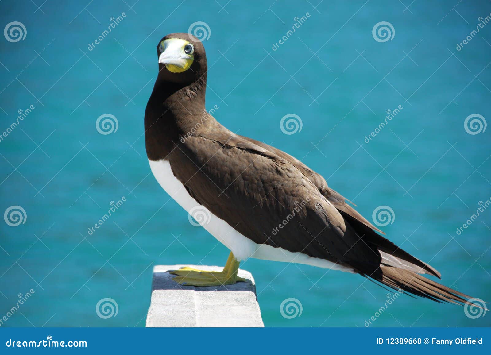 Booby bird yellow footed stock photo. Image of wild, animal - 12389660