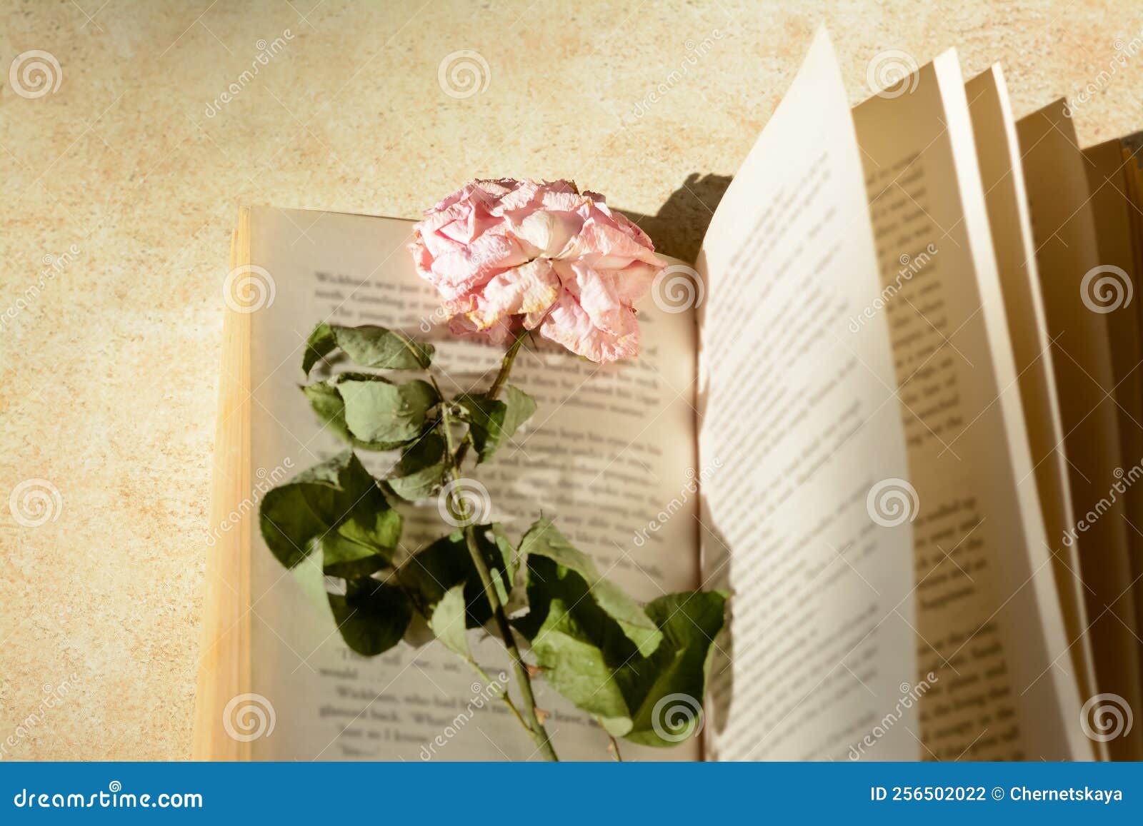 Book with Beautiful Dried Flower on Light Table, Above View Stock Photo ...