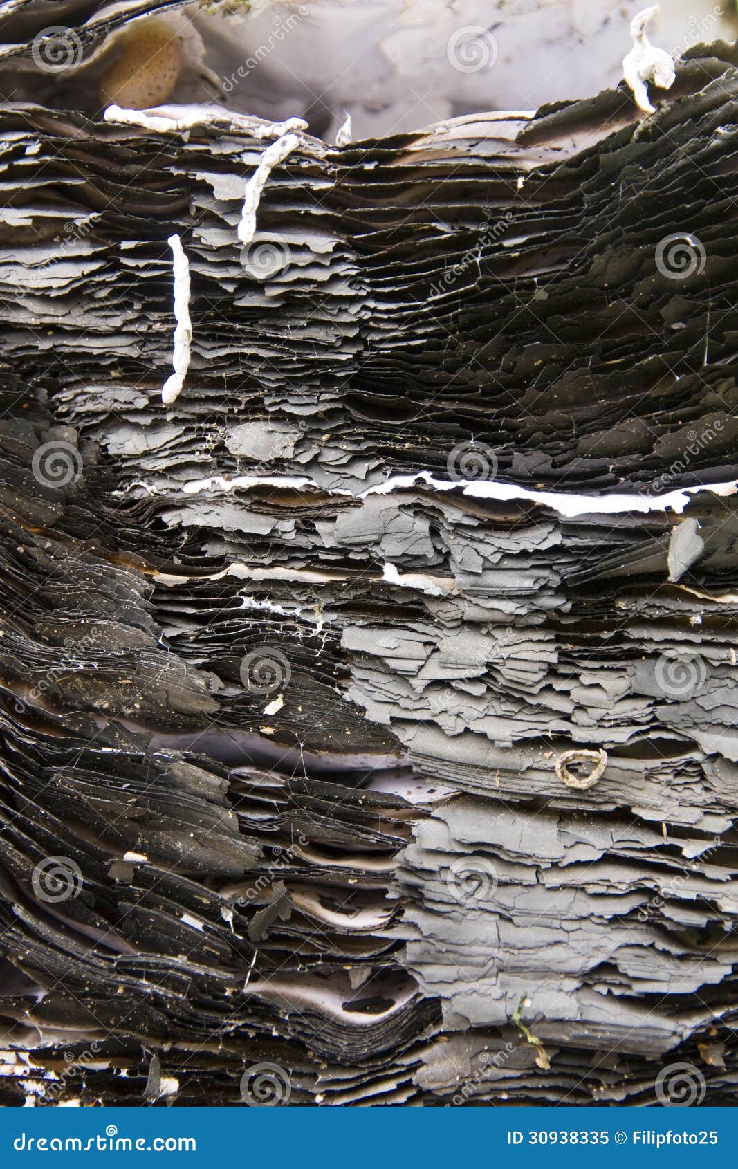 Book burning stock image. Image of burn, page, fire, degradation - 30938335