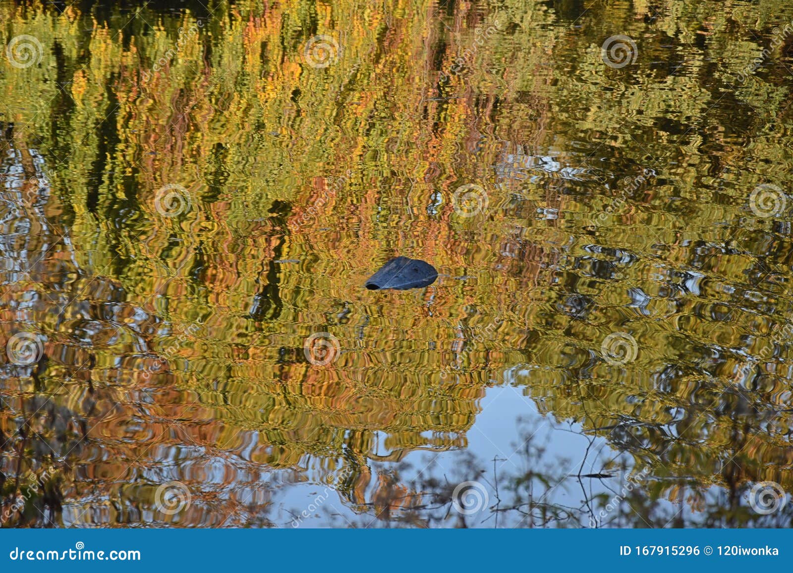 Autumn Fall Tree Reflection. Stock Photo - Image of leafs, foggy: 167915296