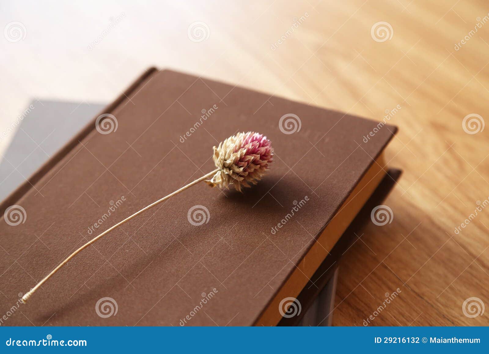 Book and dried flower stock photo. Image of diary, souvenir - 29216132