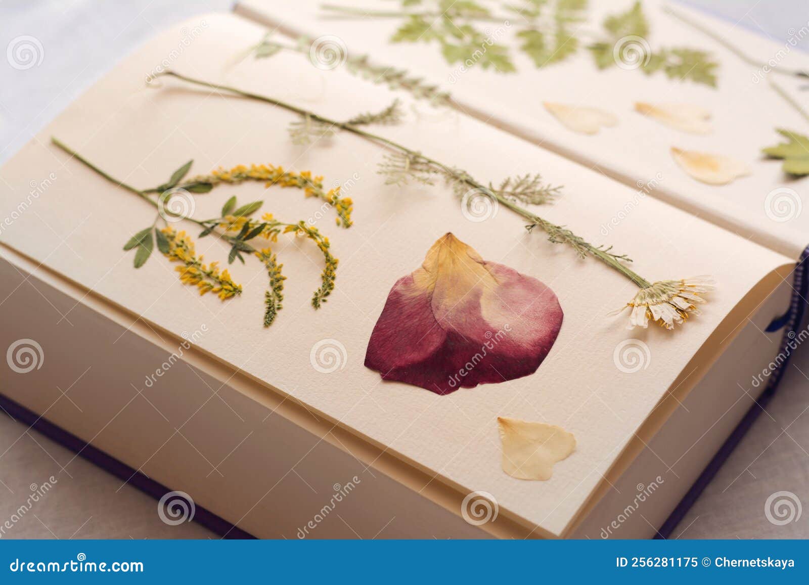 Book with Dried Flowers and Leaves on White Fabric, Closeup Stock Image ...