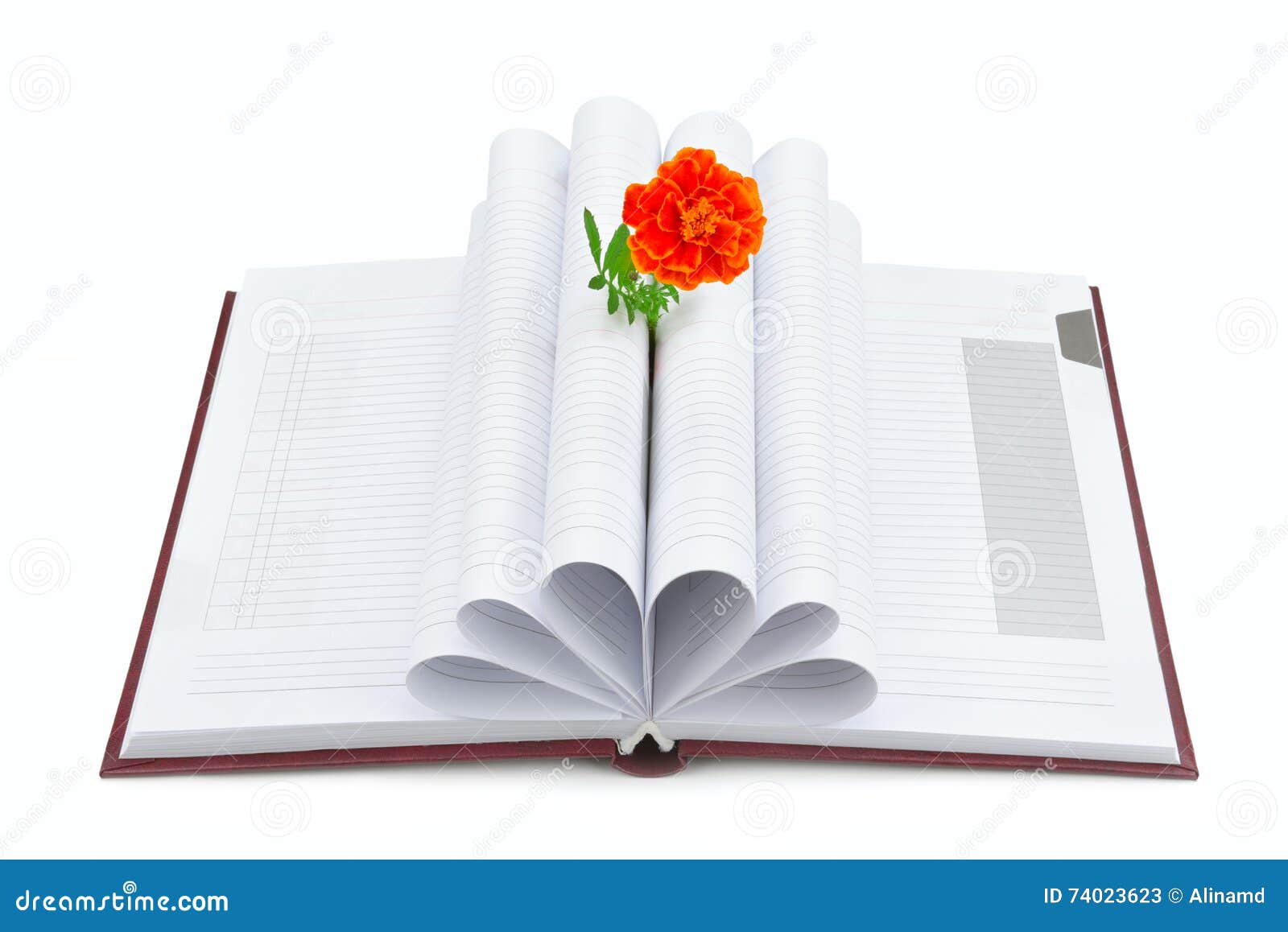 Book and Flower on White Background Stock Image - Image of book, leaf ...