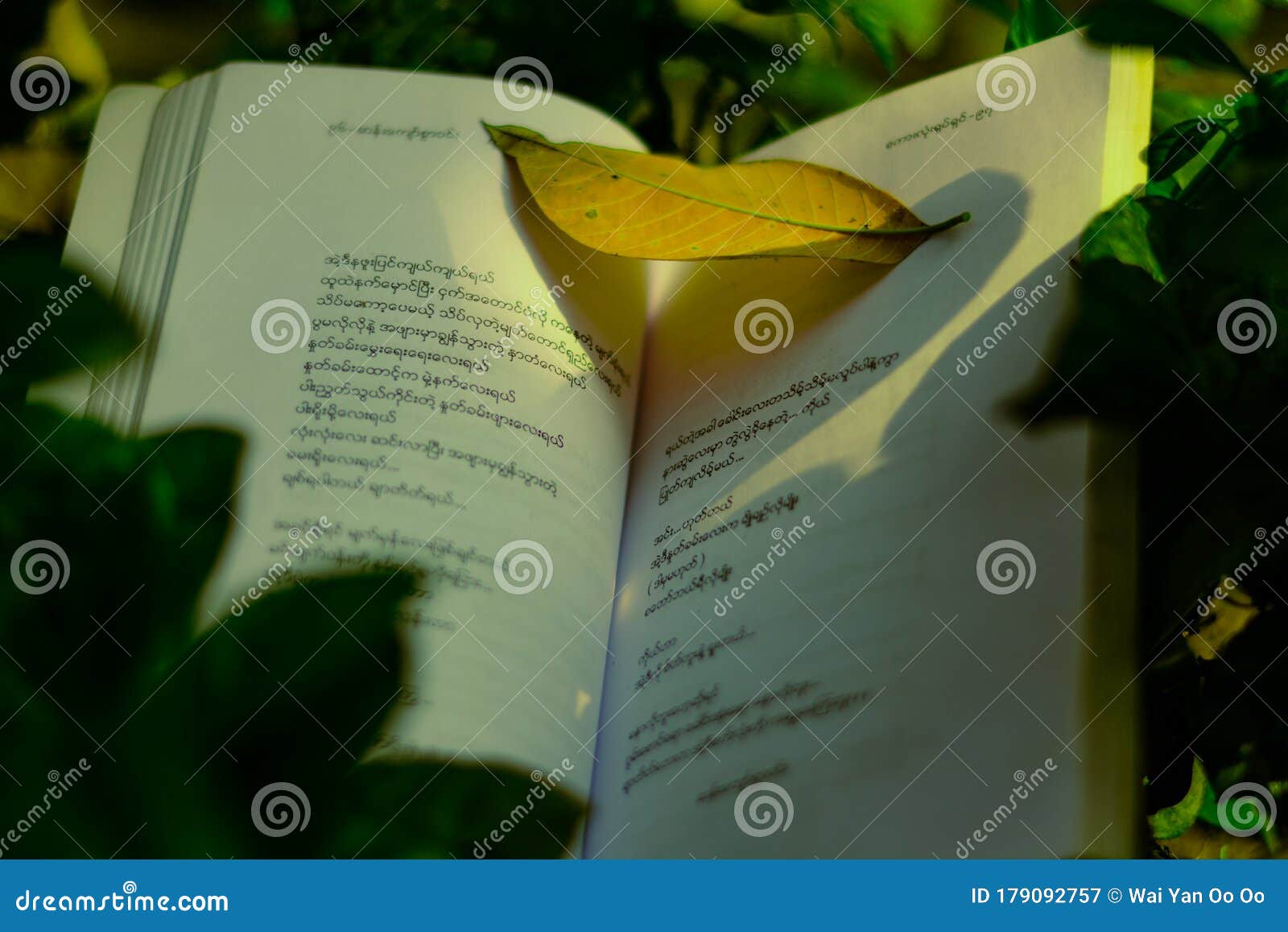 A book on the ground. stock image. Image of green, leaf - 179092757