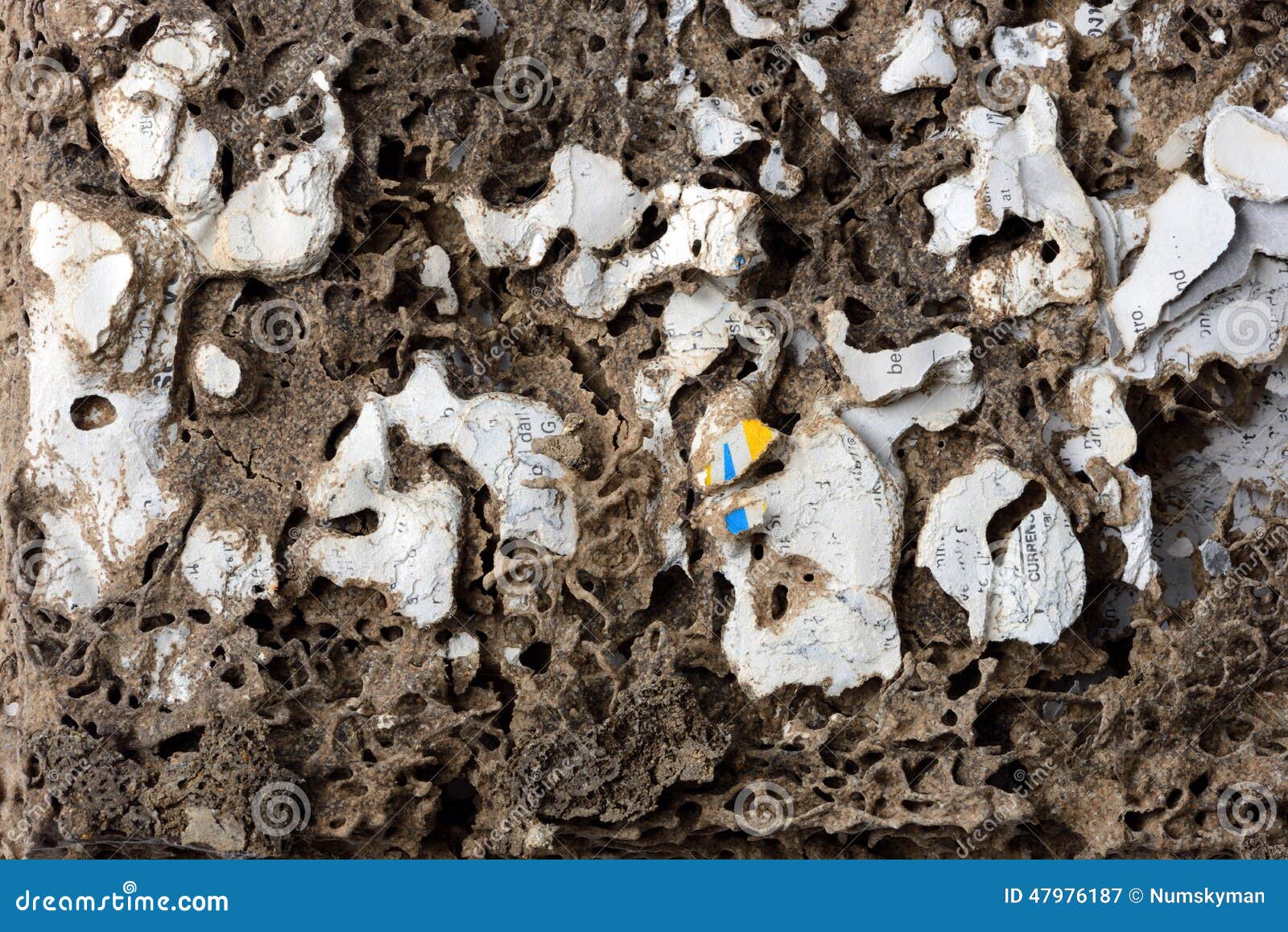 Book Has Been Damaged by Termite Stock Image - Image of damage, insect ...