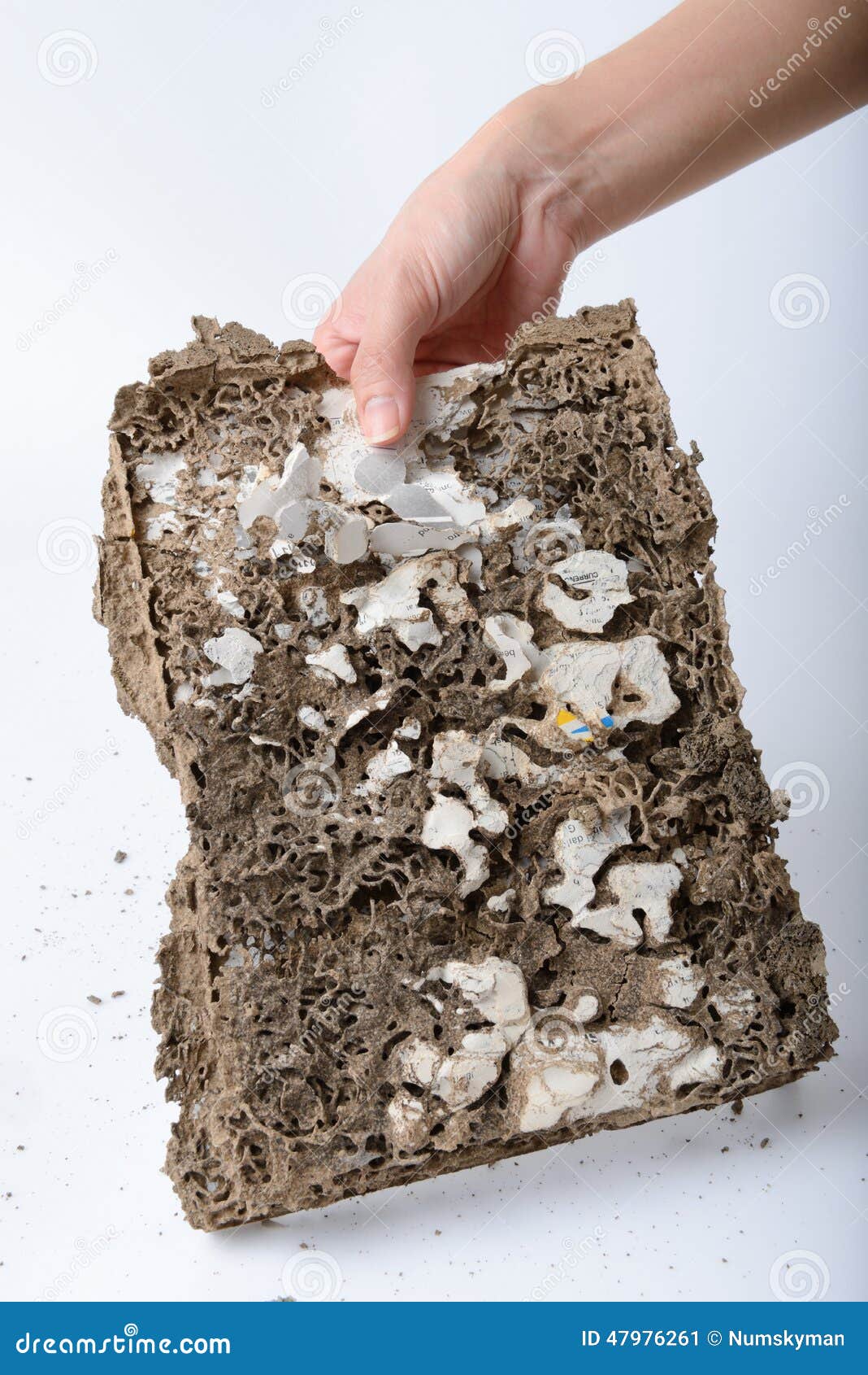 Book Has Been Damaged by Termite Stock Image - Image of damage, damaged ...