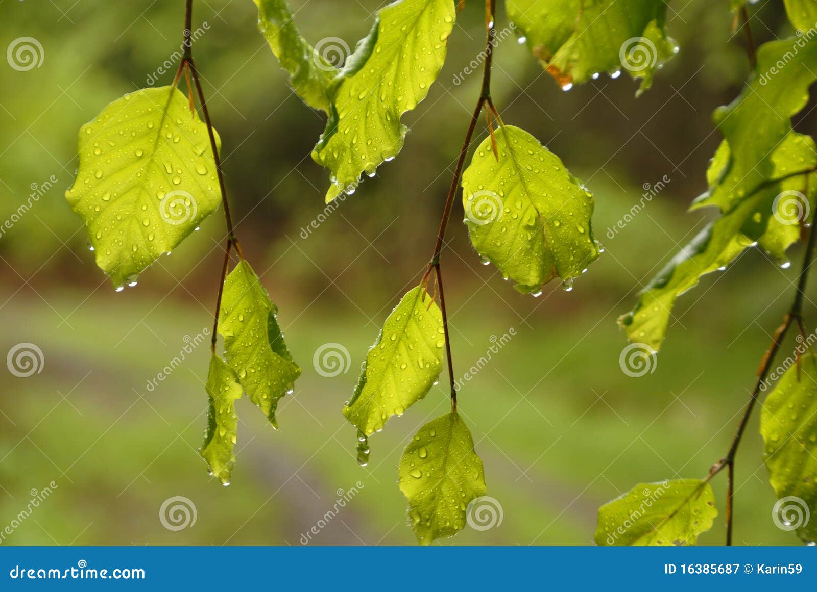 Book leaf stock image. Image of plant, branch, macro - 16385687