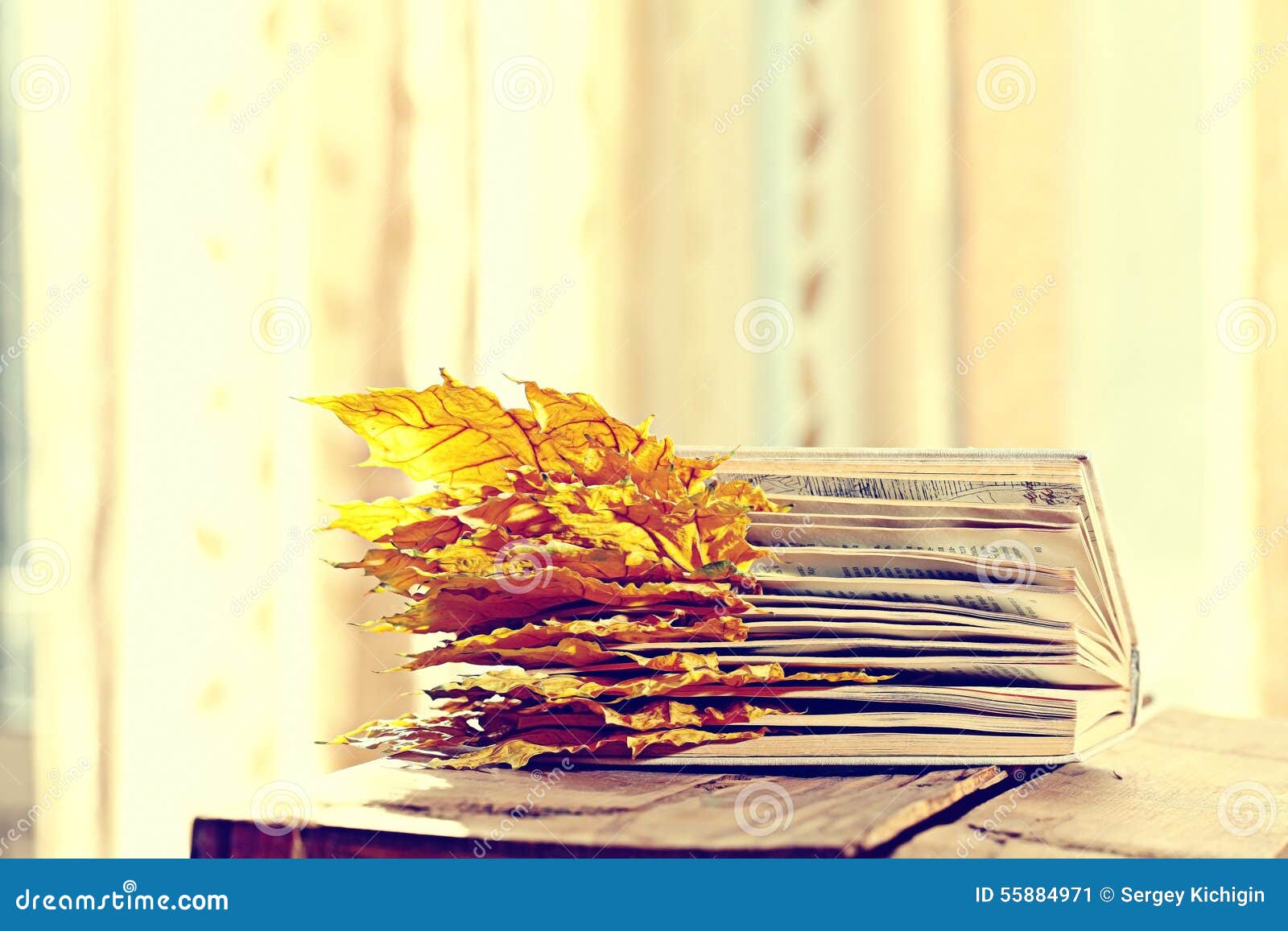 Book Pages with Dry Autumn Leaves Stock Image - Image of life ...