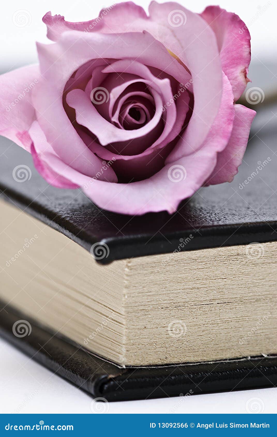 A book and a pink rose. stock photo. Image of bind, institute - 13092566