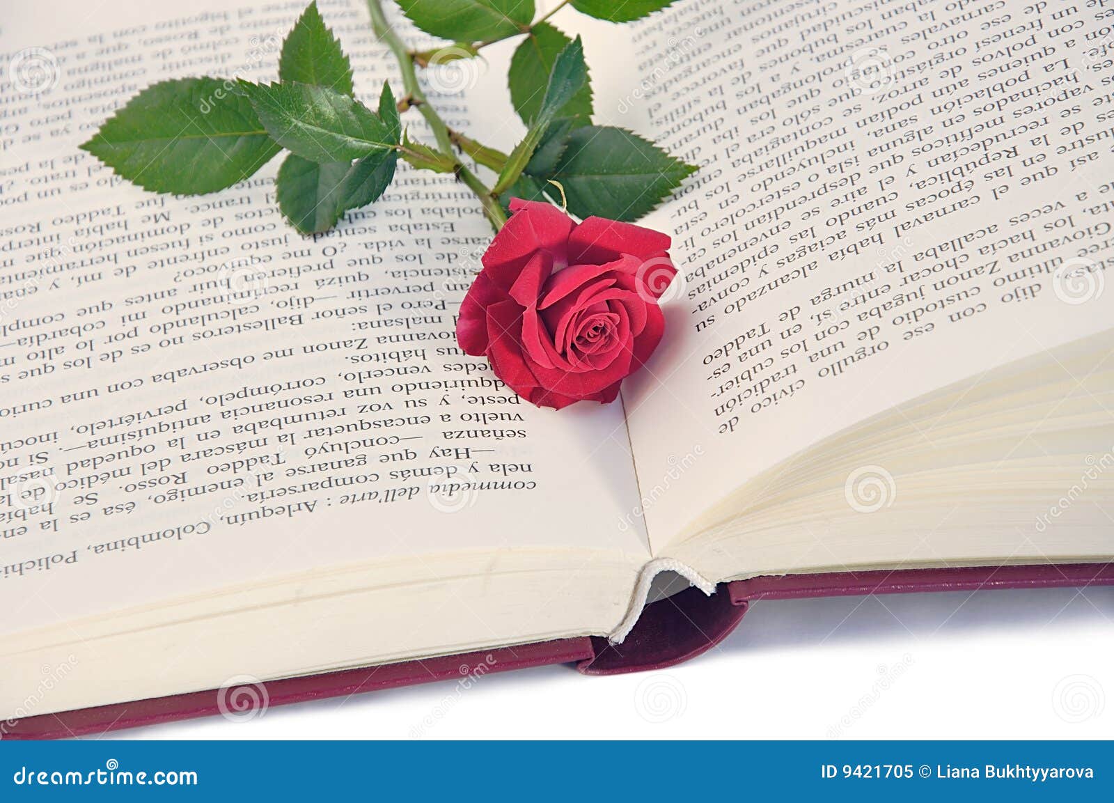 Book and rose. stock image. Image of single, petal, revival - 9421705