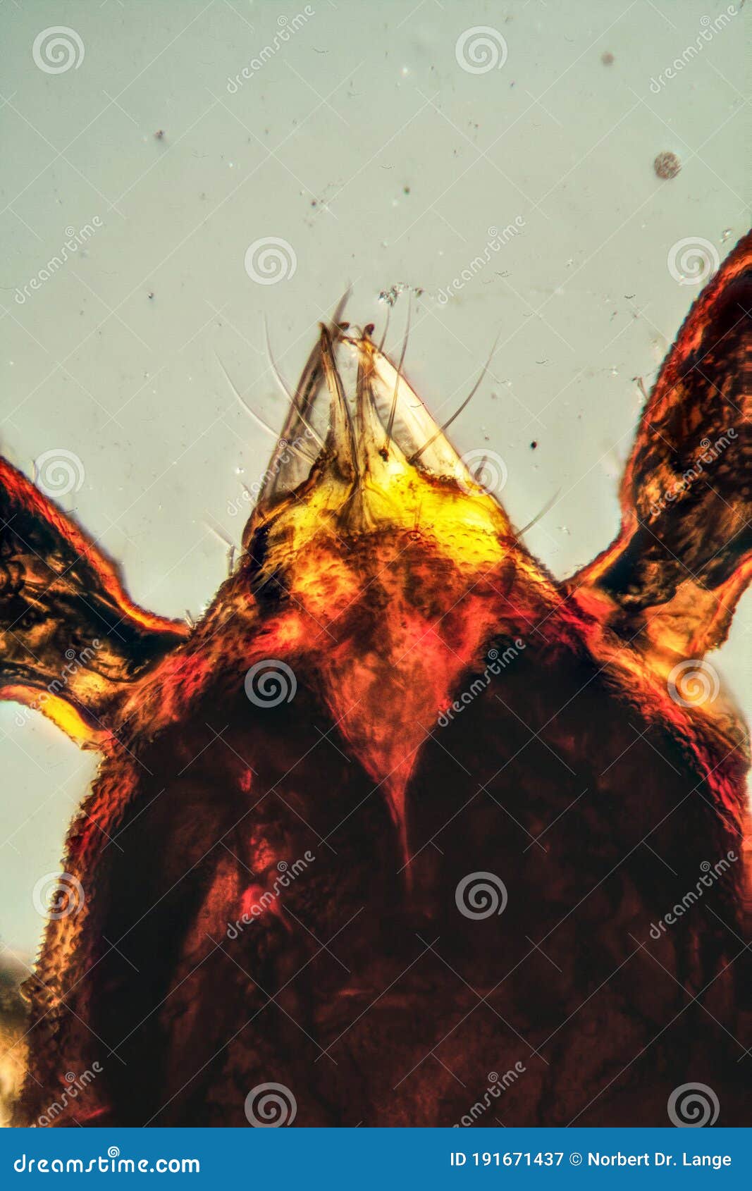 Book Scorpion`s Head with Mouth Stock Image - Image of tools, mouth ...