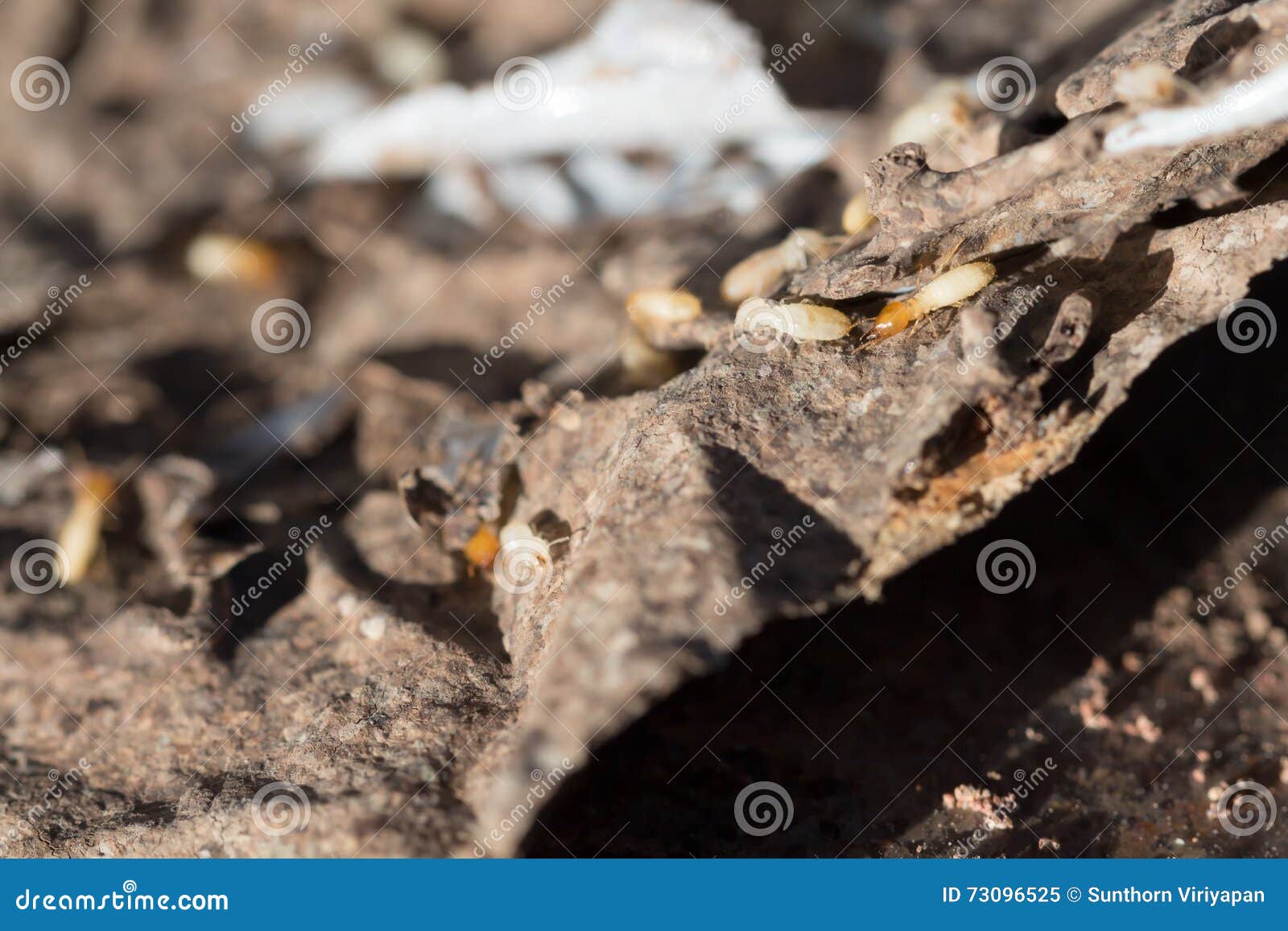 Book and Scrap Paper with Termites Damage,termites Bite Paper,anthill ...