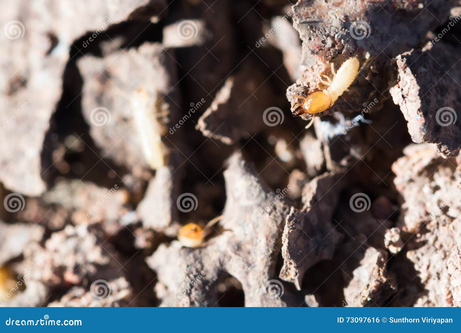 Book and Scrap Paper with Termites Damage,termites Bite Paper,anthill ...