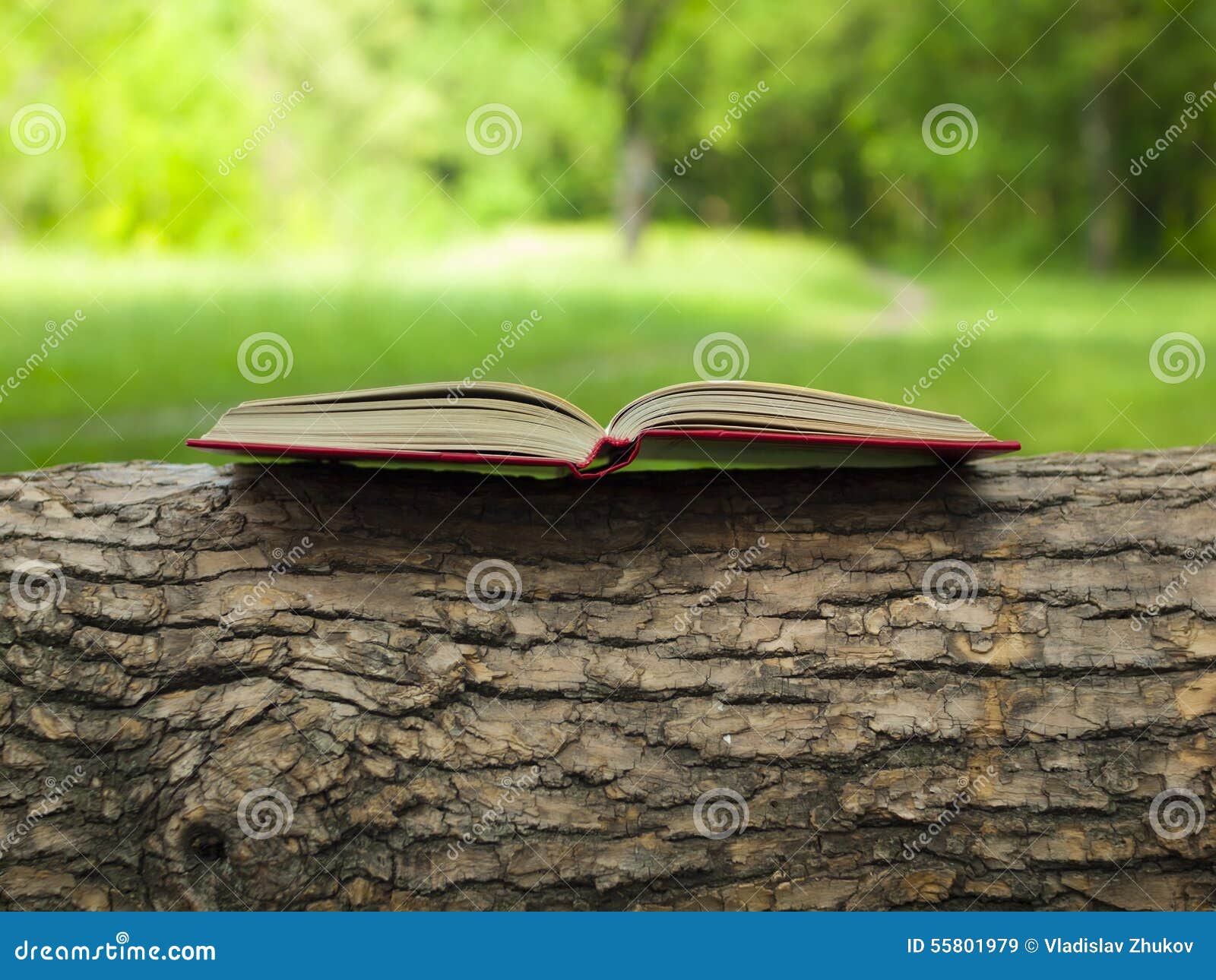 Book on the tree. stock image. Image of expertise, research - 55801979