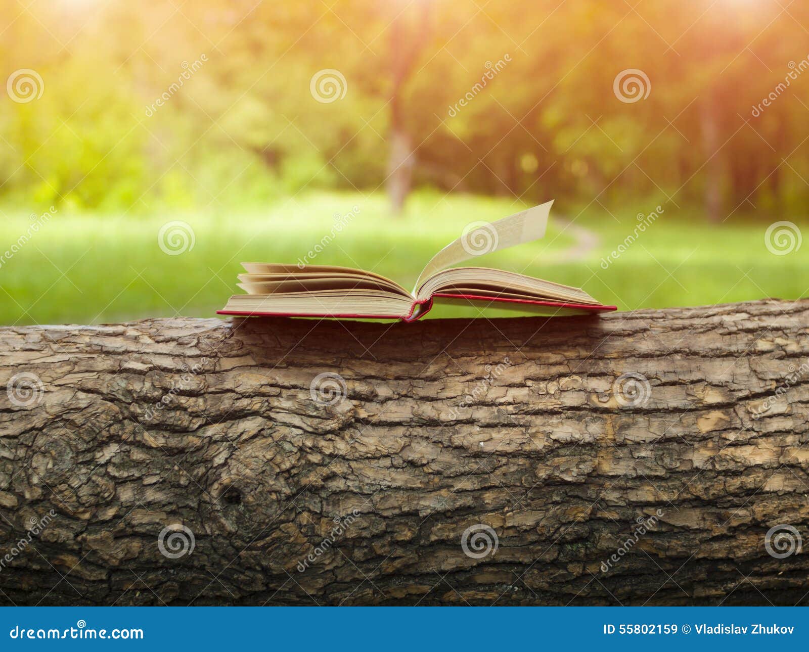 Book on the tree. stock image. Image of textspace, cover - 55802159