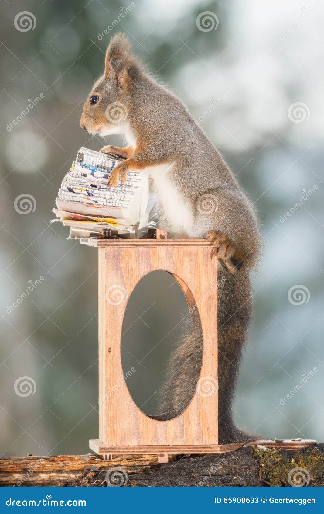 Book worm stock image. Image of close, squirrel, animal - 65900633