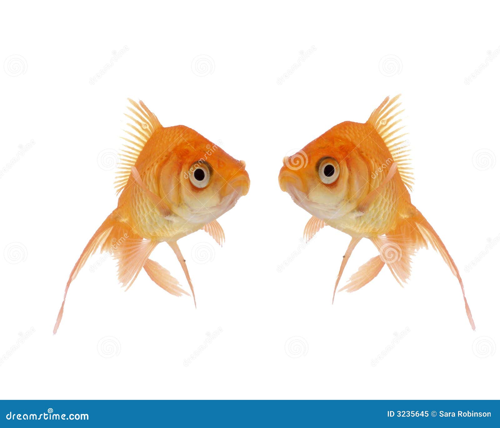 103 Goldfish Stare Photos - Free & Royalty-Free Stock Photos from ...