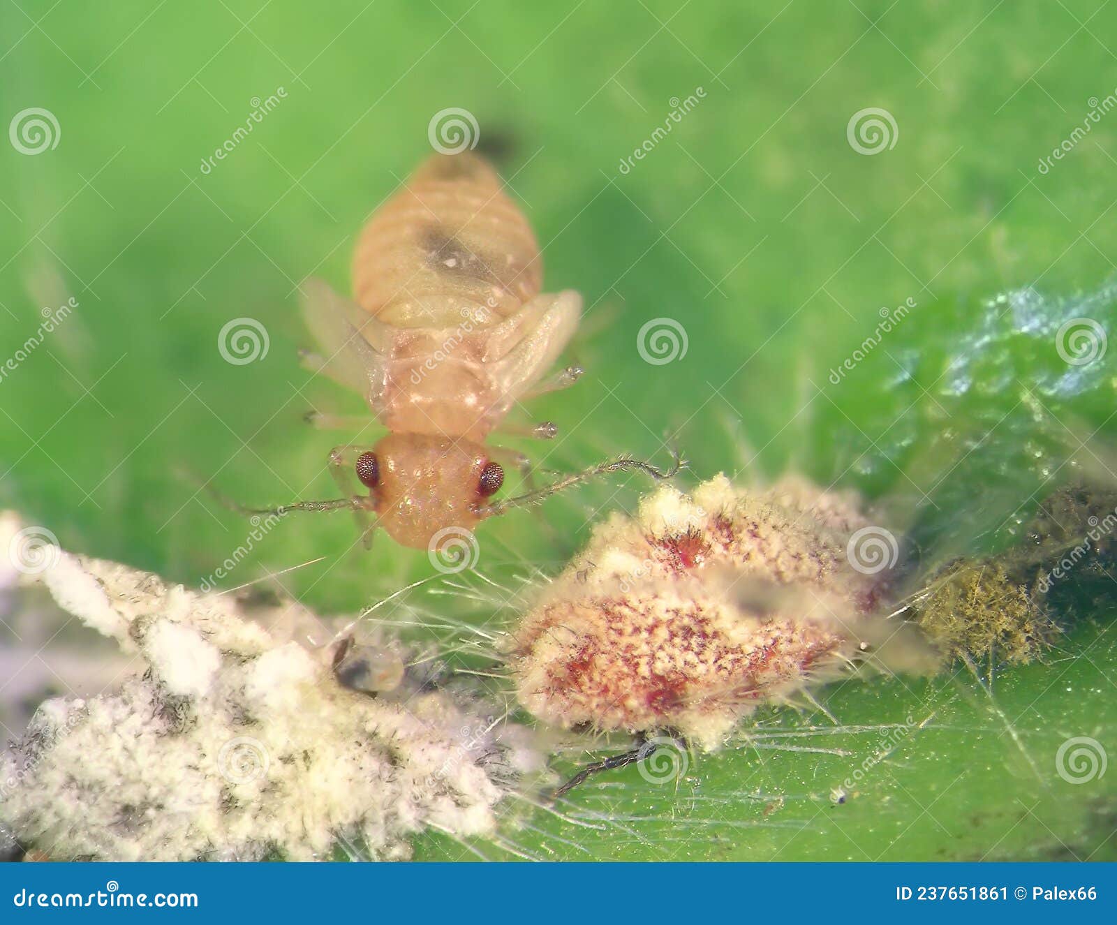 Booklice. Nymph stock image. Image of insects, booklice - 237651861