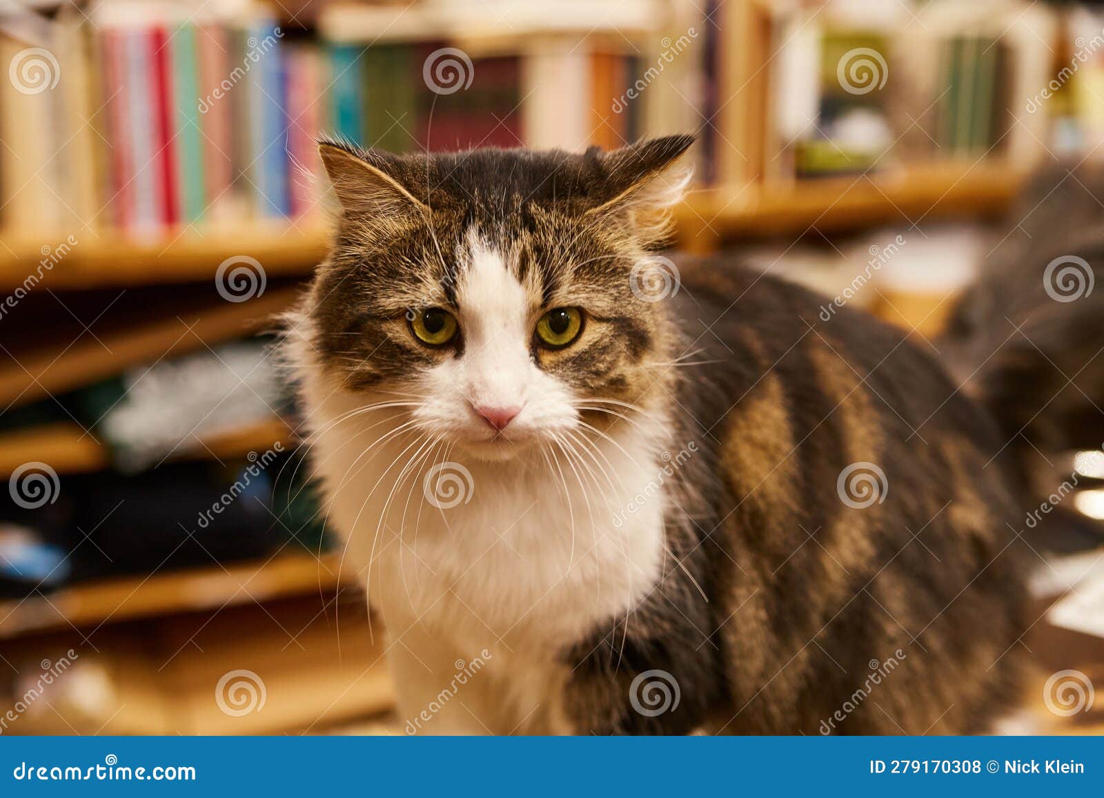 Bookstore Cat with Shelves of Old Books Stock Photo - Image of kitty ...
