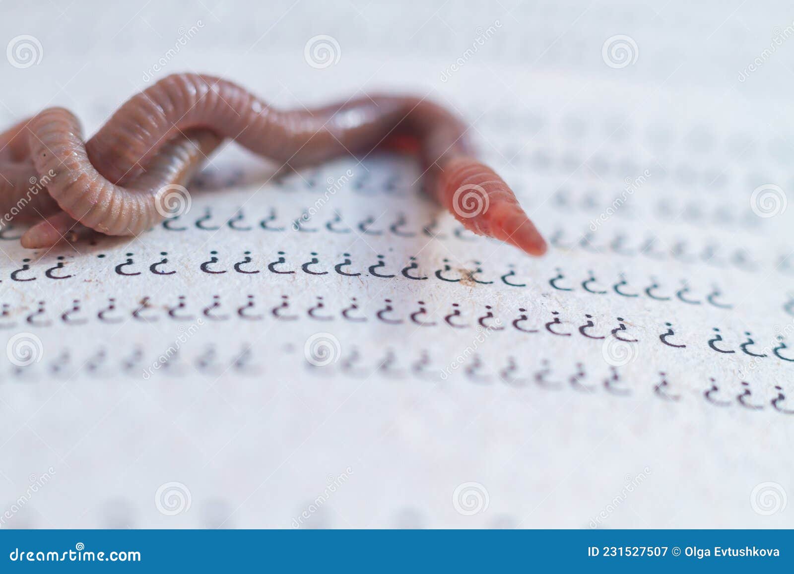 The Bookworm on the Page of the Book Carefully Studies and Reads the ...