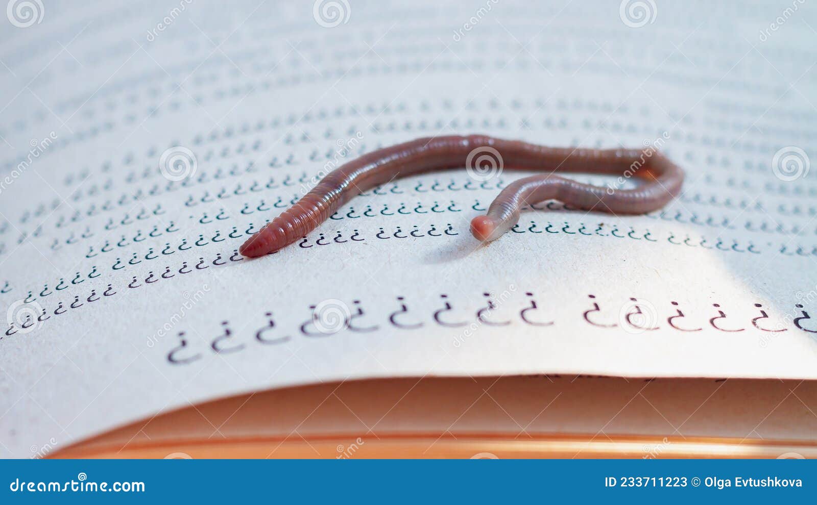 The Bookworm on the Page of the Book Carefully Studies and Reads the ...