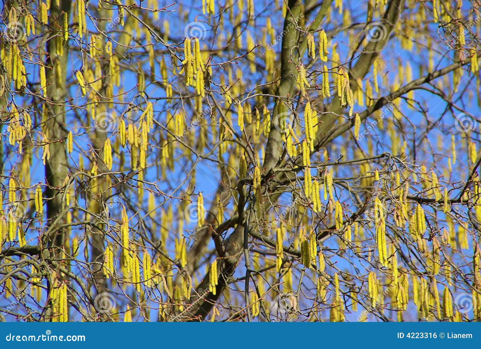 Boom 05 van de hazelnoot stock foto. Image of hazelnoot - 4223316