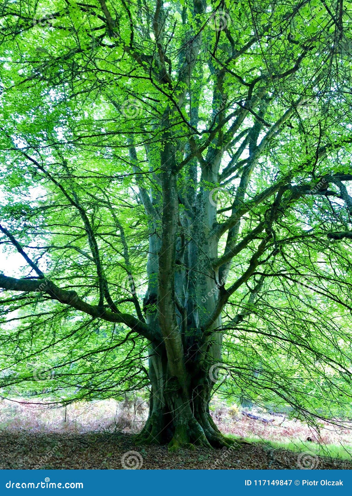 Boom stock afbeelding. Image of openlucht, effect, groen - 117149847